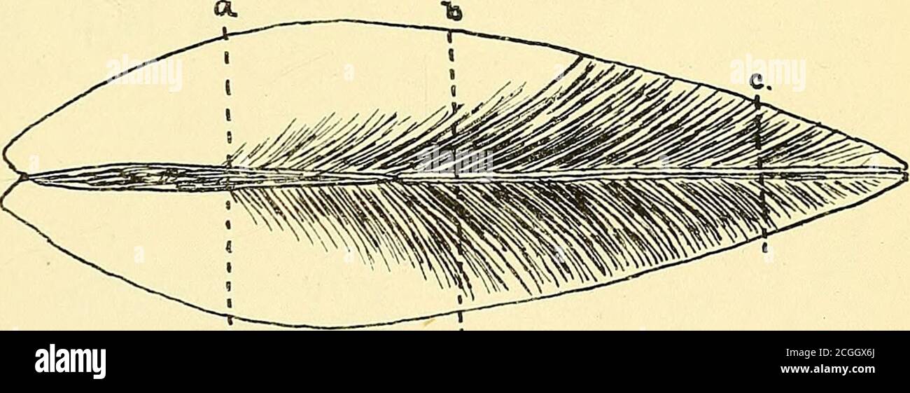 . The anatomy of the common mussels (Mytilus, latus, edulis and ...