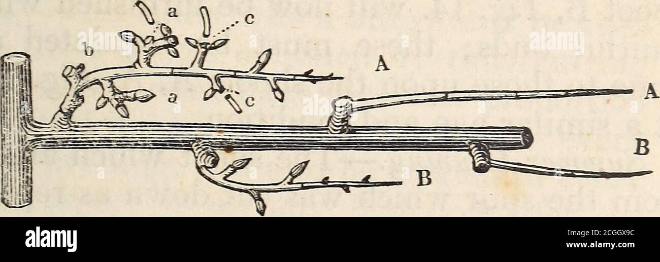 Side shoot pruning tree hi-res stock photography and images - Alamy