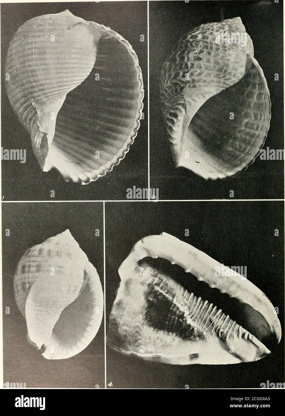 . The shell book . 1 Cassis tuberosa. HELMET SHELLS2 Cassis cameo. 3 ...