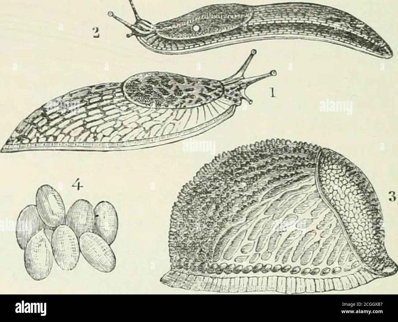 Bee cry hi-res stock photography and images - Alamy