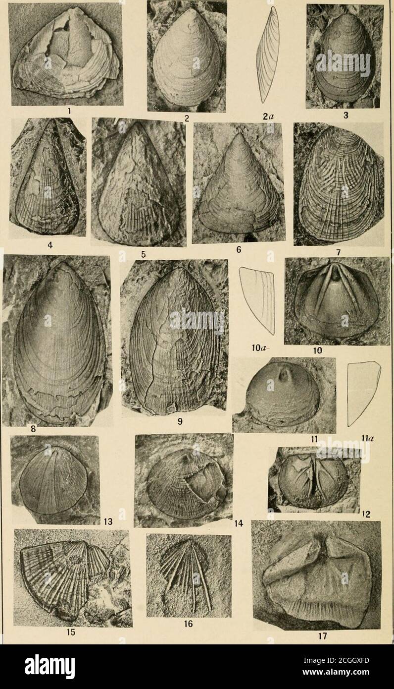 Obolus hi-res stock photography and images - Alamy