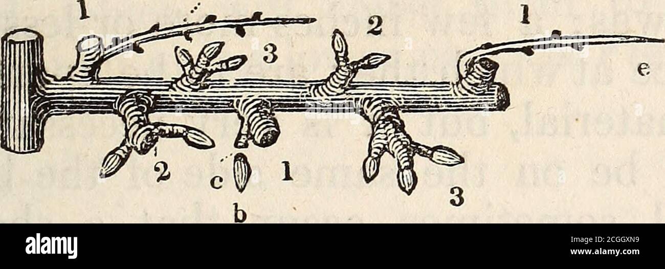 Fruit buds spurs on pear tree hi-res stock photography and images - Alamy