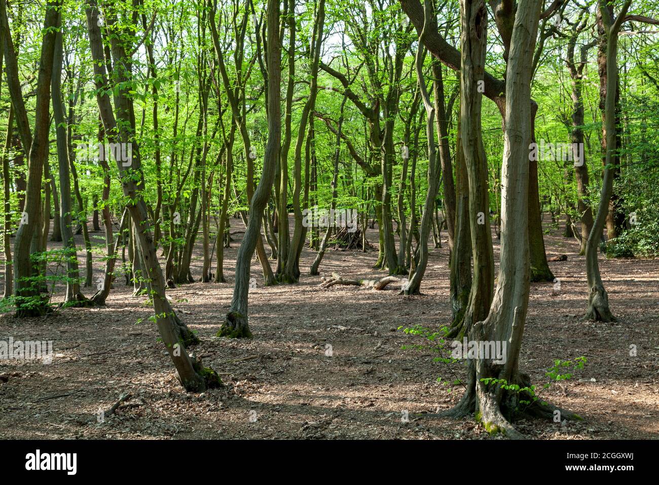 Coppice with standards woodland, Coldfall Wood, London Stock Photo - Alamy