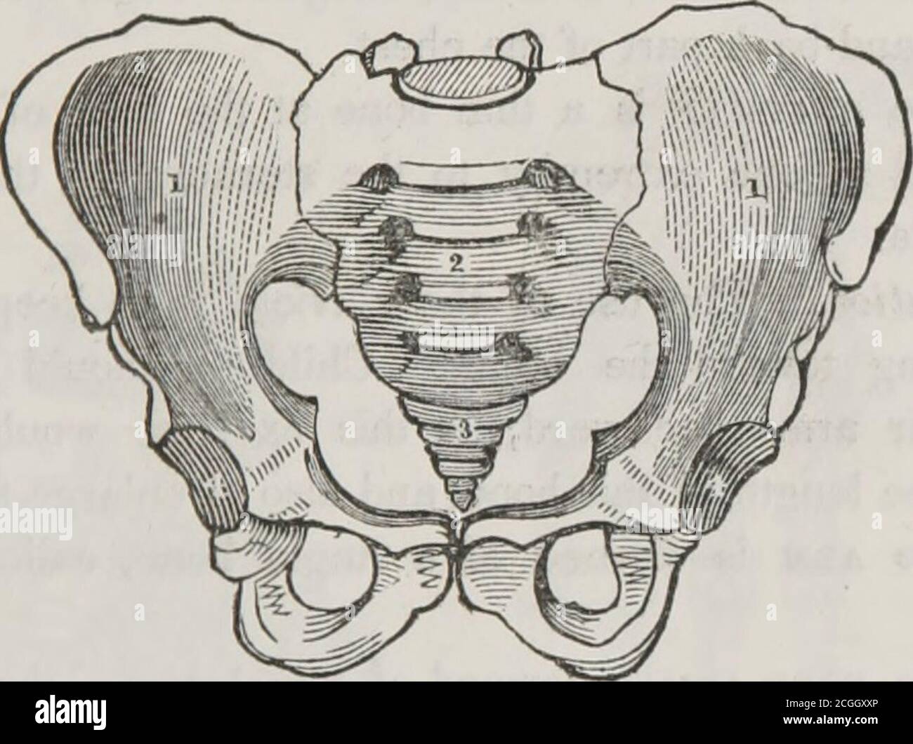 Dog skin anatomy hi-res stock photography and images - Alamy