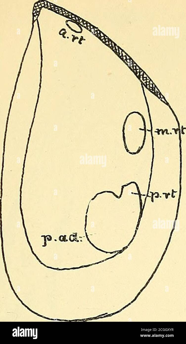 . The anatomy of the common mussels (Mytilus, latus, edulis and ...