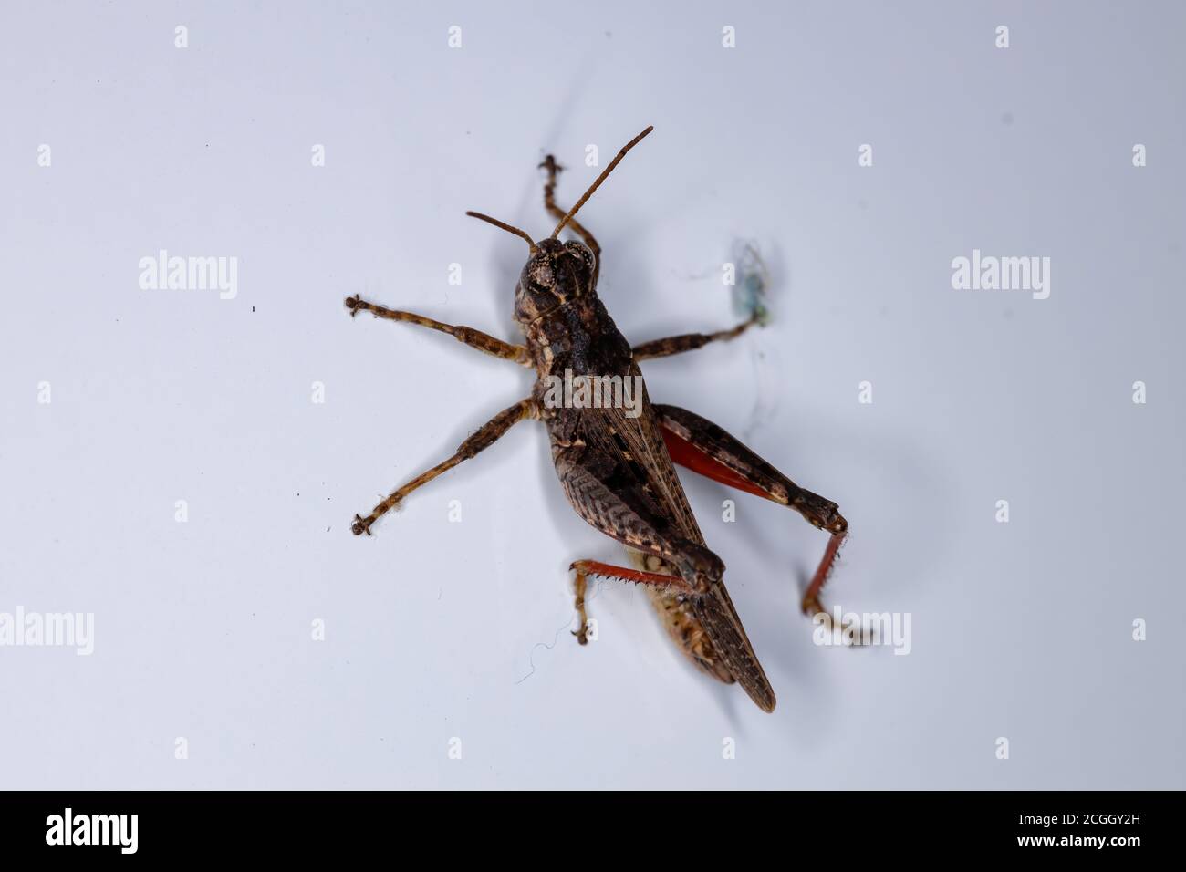 Spur-throated Grasshopper of the genus Baeacris Stock Photo - Alamy
