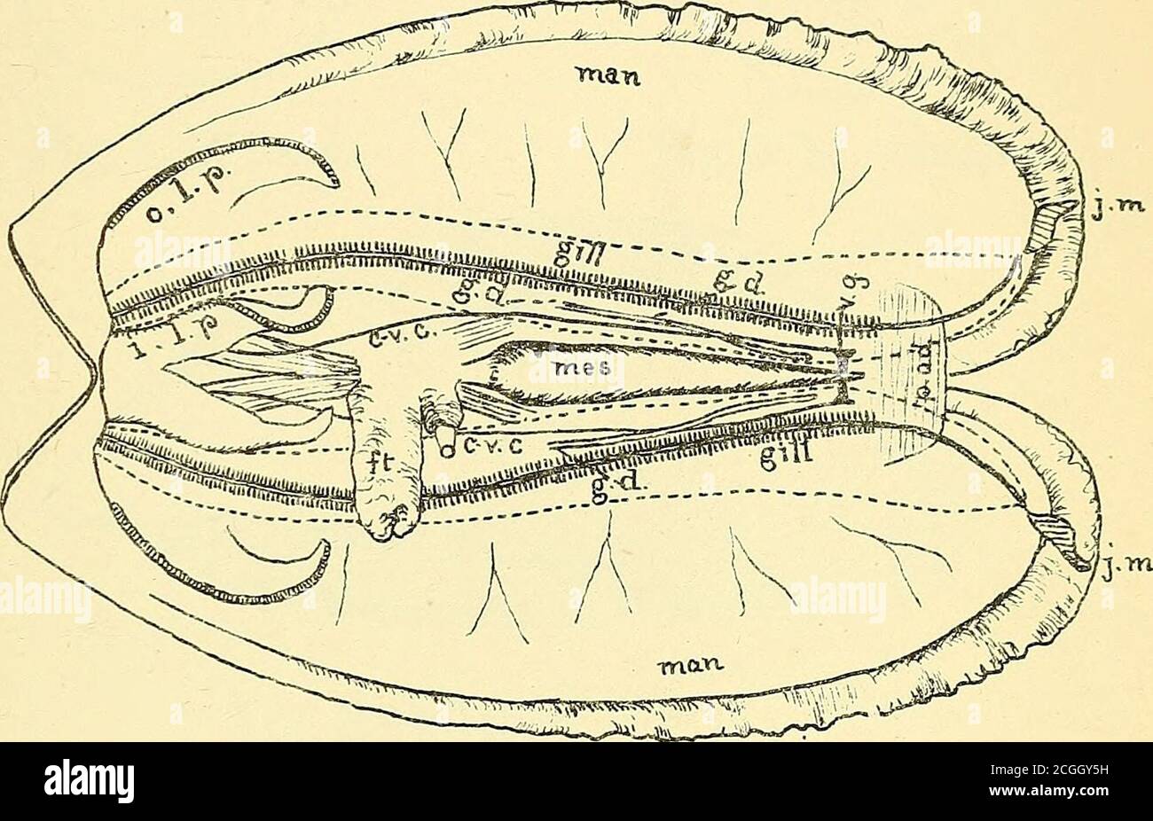 . The anatomy of the common mussels (Mytilus, latus, edulis and ...