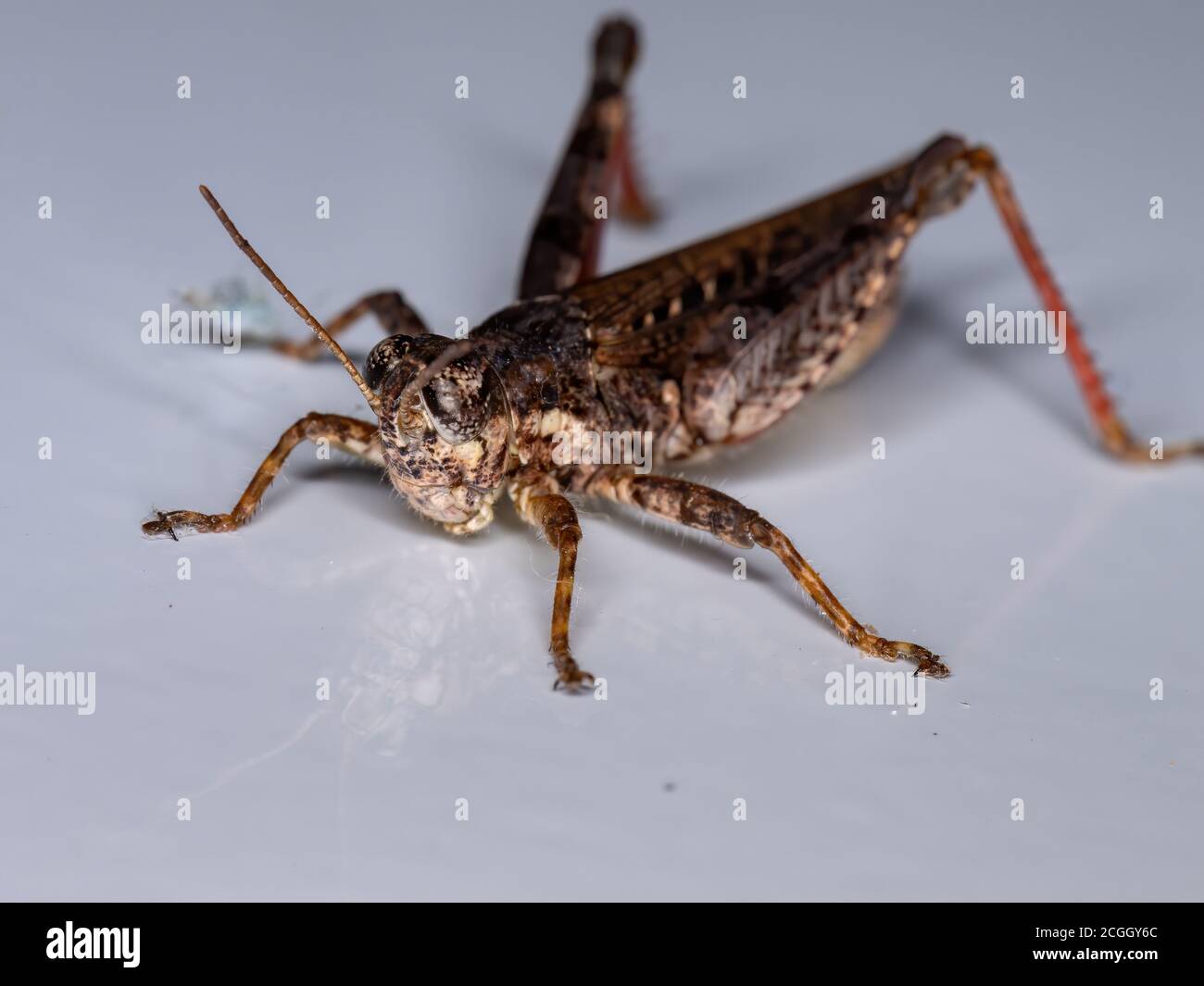 Spur-throated Grasshopper of the genus Baeacris Stock Photo - Alamy