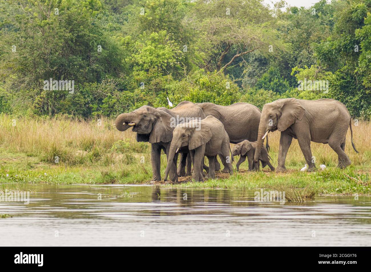 Nile animal drink hi-res stock photography and images - Alamy