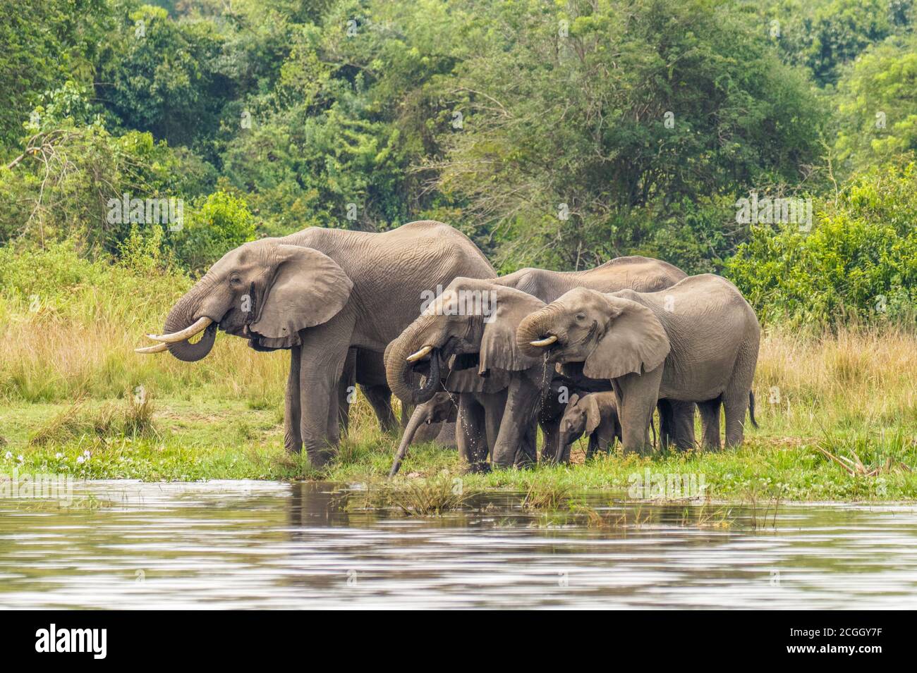 Nile animal drink hi-res stock photography and images - Alamy