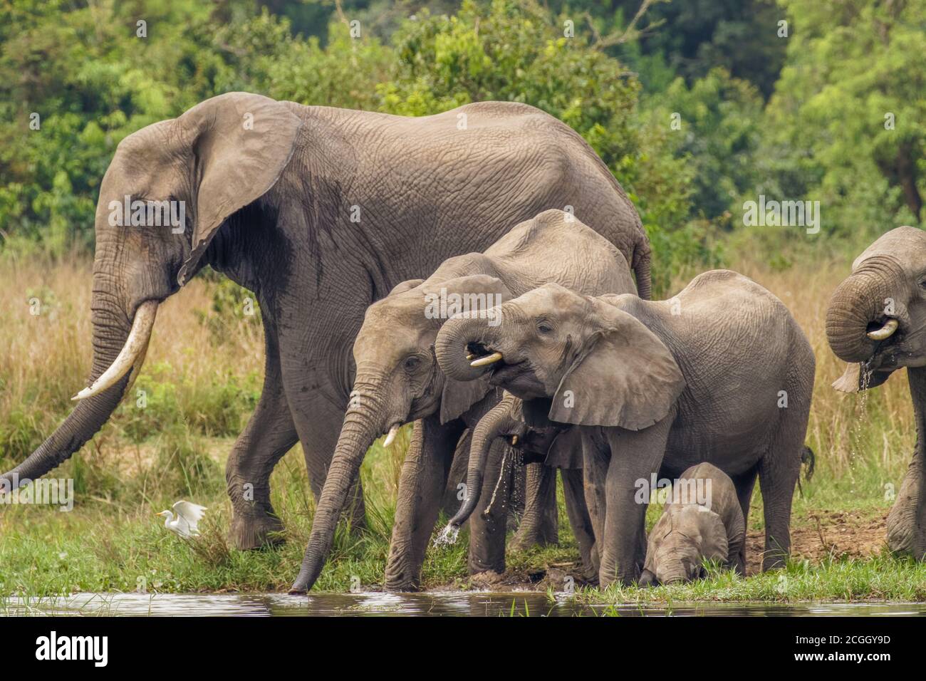 Nile animal drink hi-res stock photography and images - Alamy