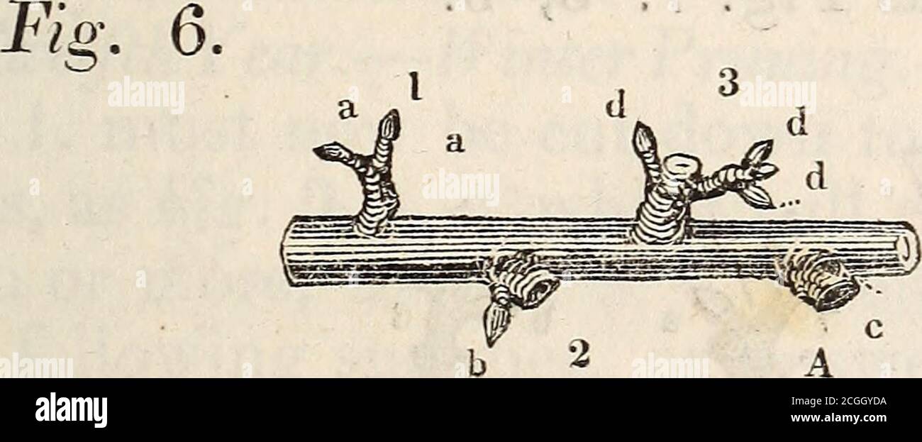 Fruit buds spurs on pear tree hi-res stock photography and images - Alamy