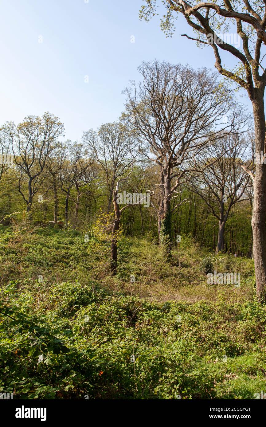 Coppice With Standards High Resolution Stock Photography and Images - Alamy