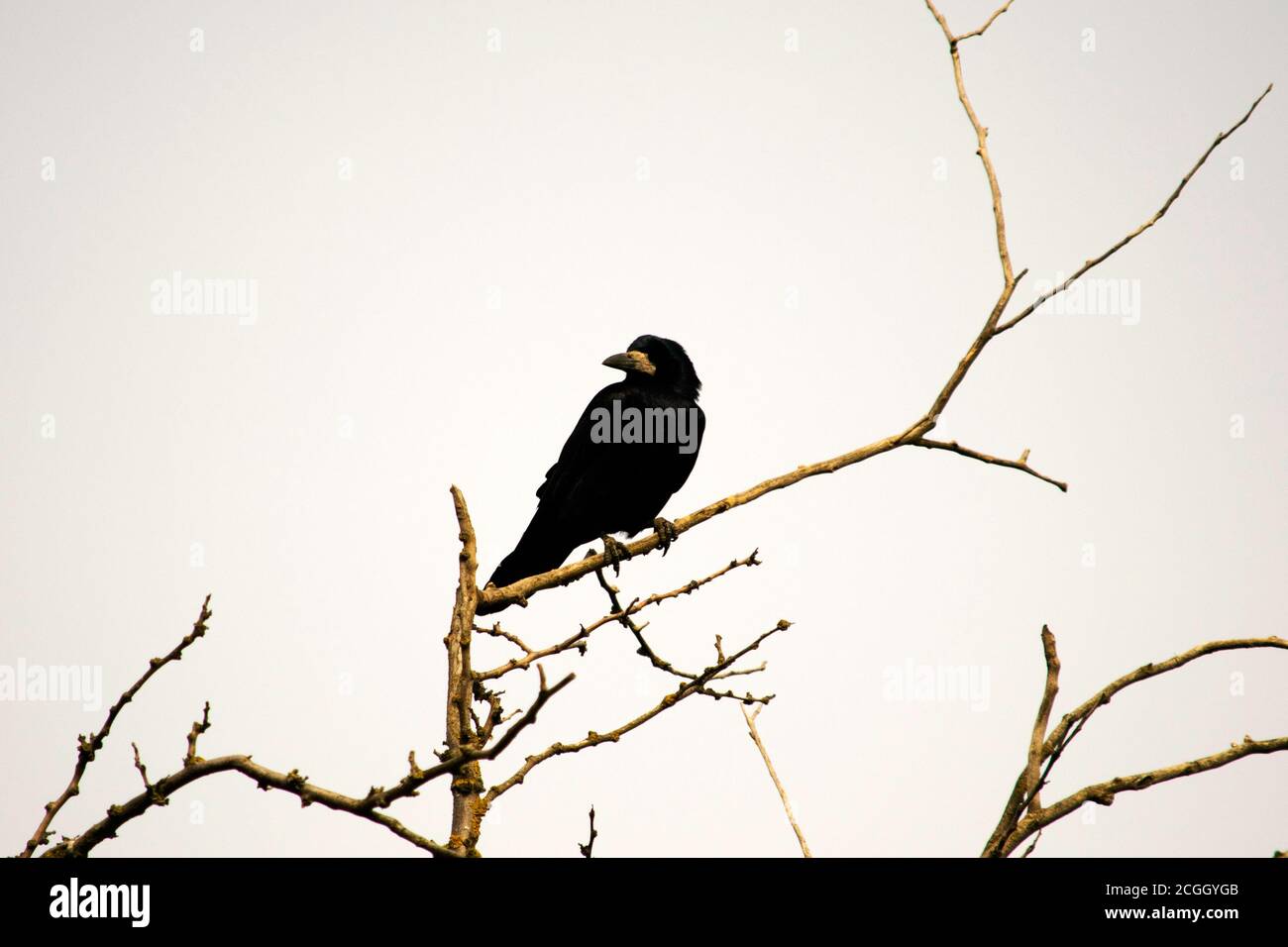 Moody blue crow hi-res stock photography and images - Alamy