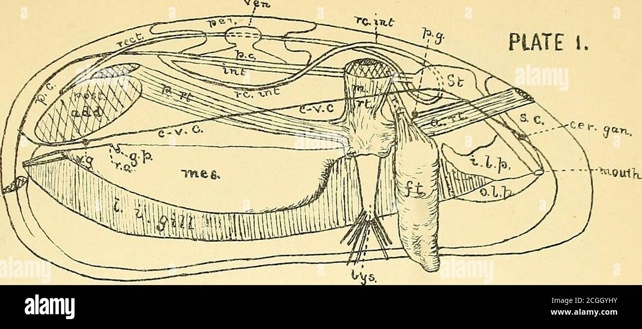. The anatomy of the common mussels (Mytilus, latus, edulis and ...