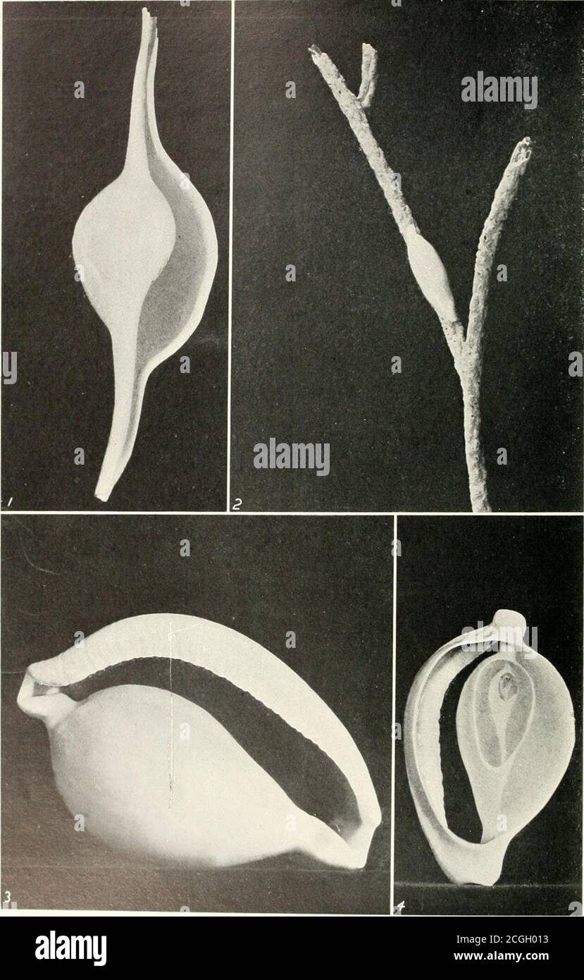 . The shell book . COWRIES AND COFFEE BEAN SHELLS California Coffee ...