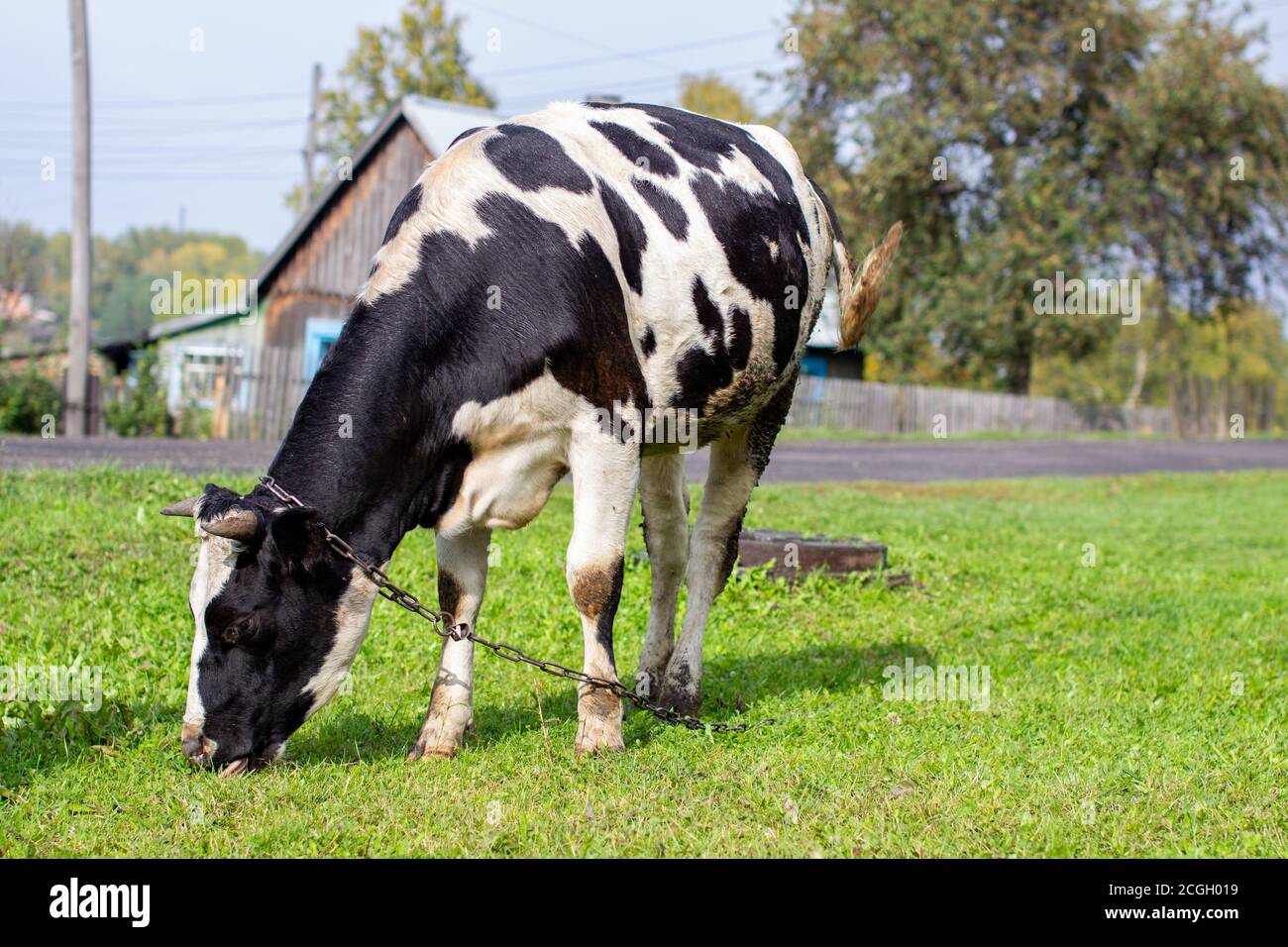 Mottled cow hi-res stock photography and images - Alamy