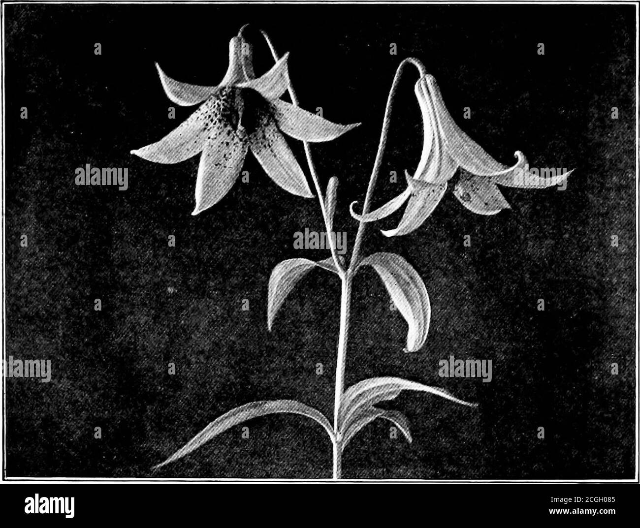 19 july 1851 hi-res stock photography and images - Alamy