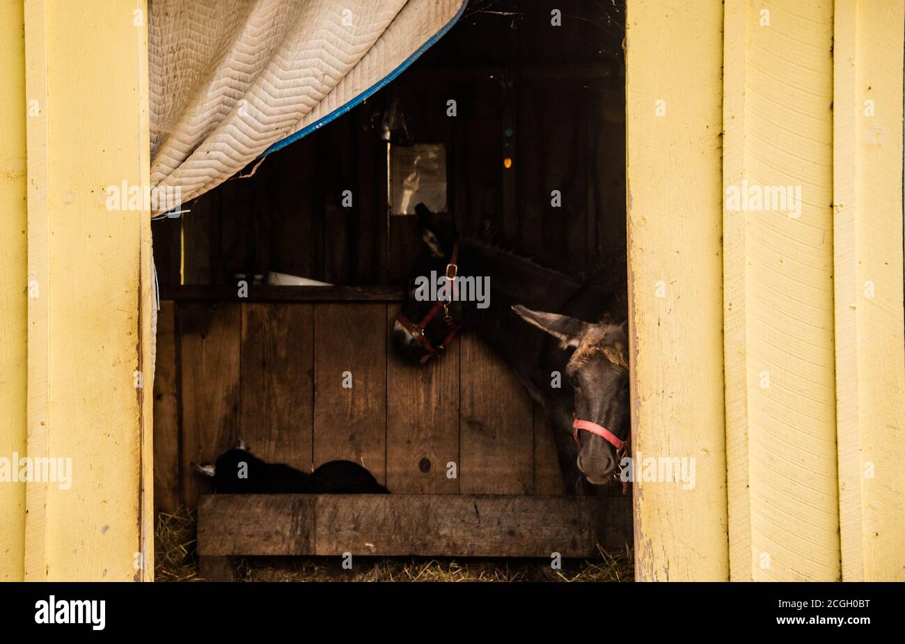 Small donkey hi-res stock photography and images - Alamy