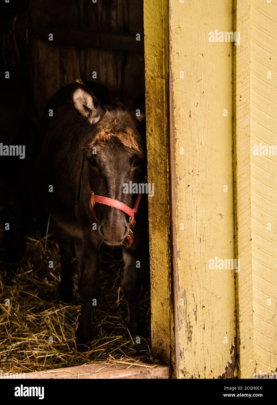 Cute donkey in barn small horse farm Stock Photo - Alamy