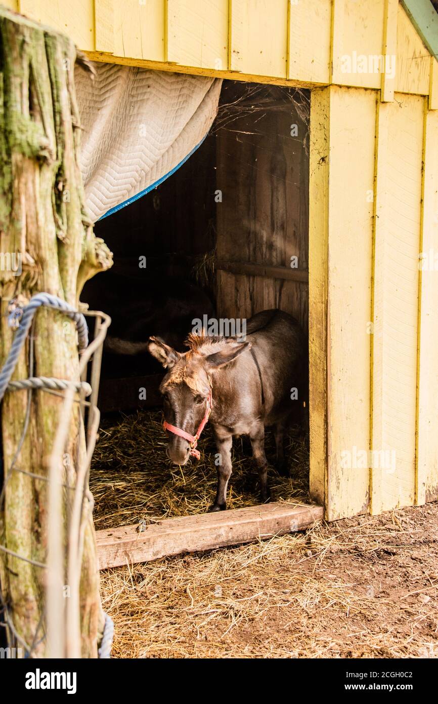 Cute donkey in barn small horse farm Stock Photo - Alamy