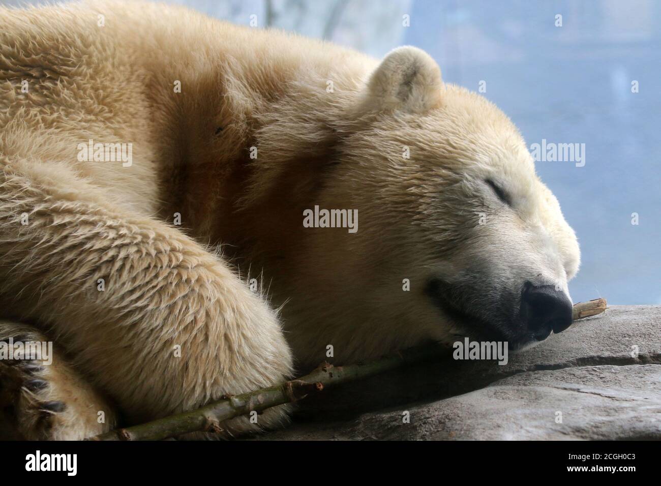 Polar bear asleep Stock Photo - Alamy