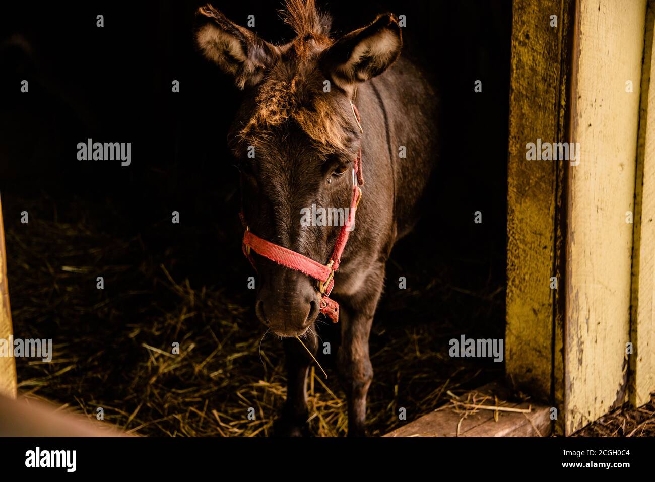 Cute donkey in barn small horse farm Stock Photo - Alamy