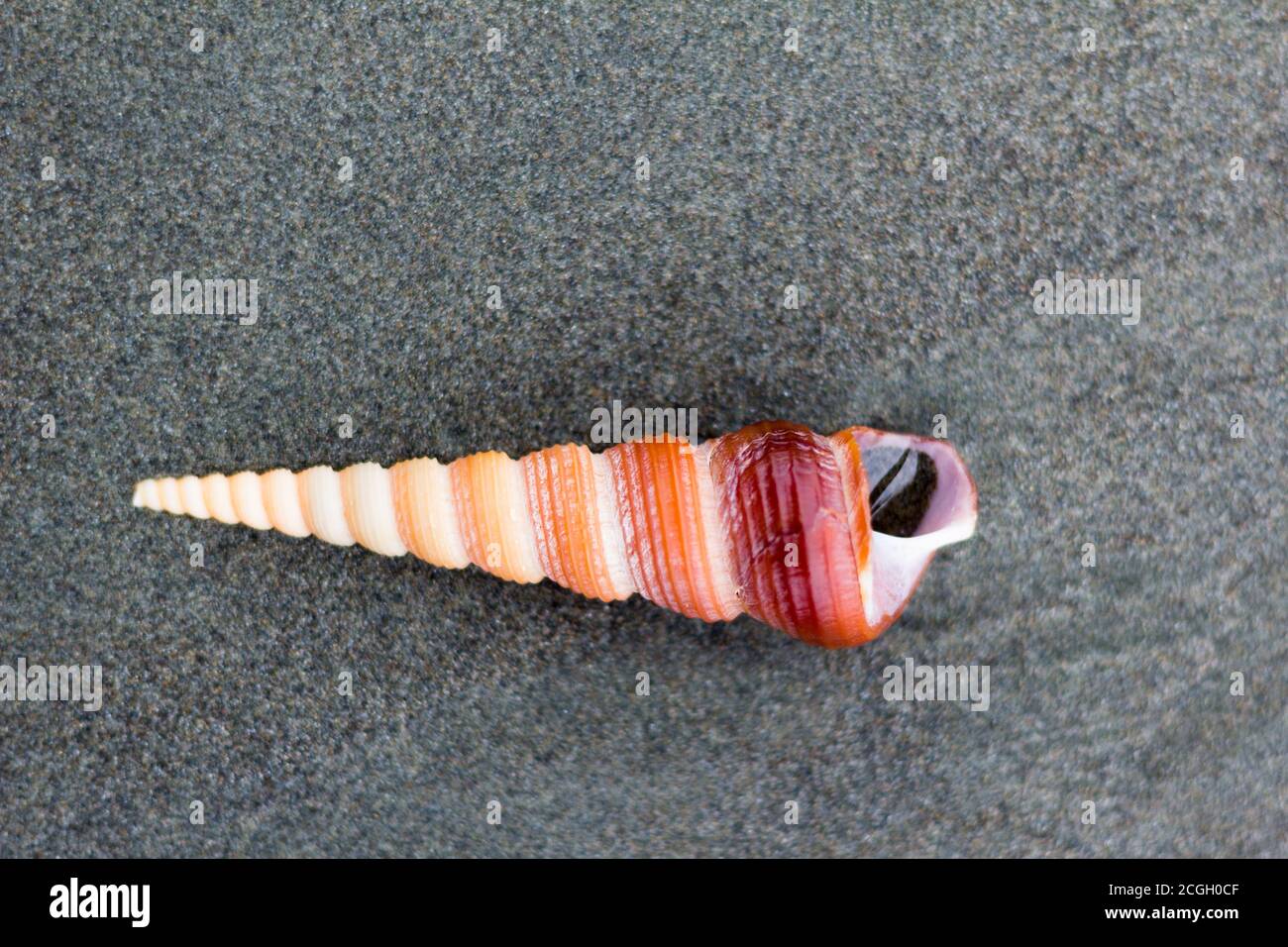 Seashell washed at the beach in Roxas City Stock Photo - Alamy