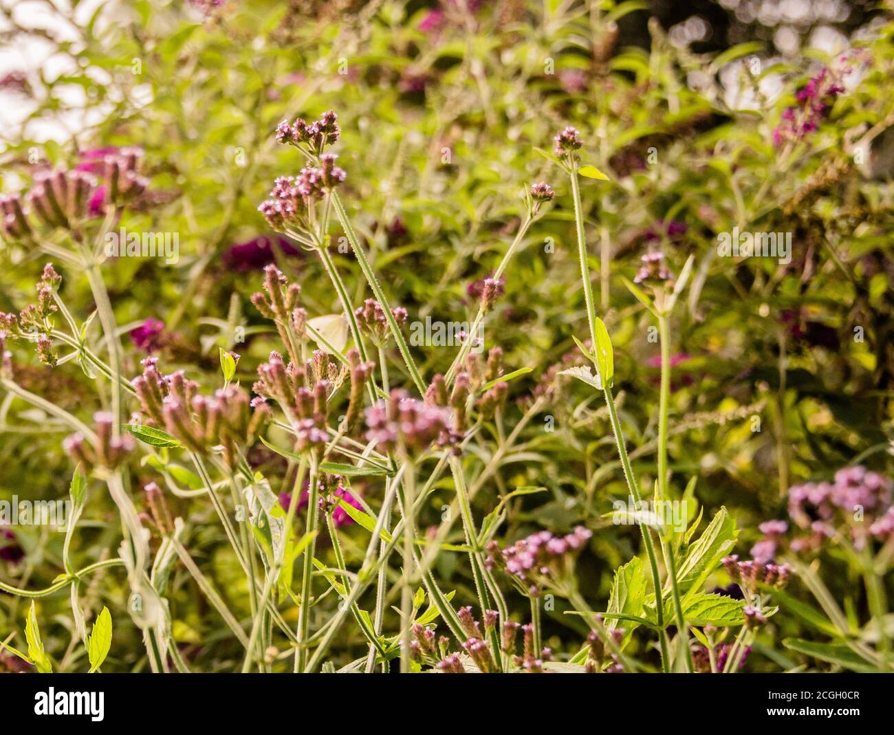 Bugs in Fall Wildflowers Stock Photo - Alamy
