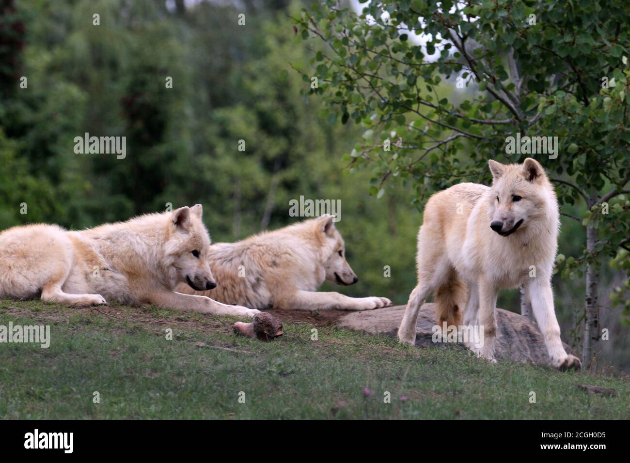 Arctic wolf pack in zoo Stock Photo - Alamy