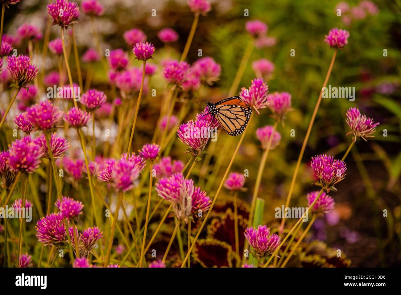 Bugs in Fall Wildflowers Stock Photo - Alamy