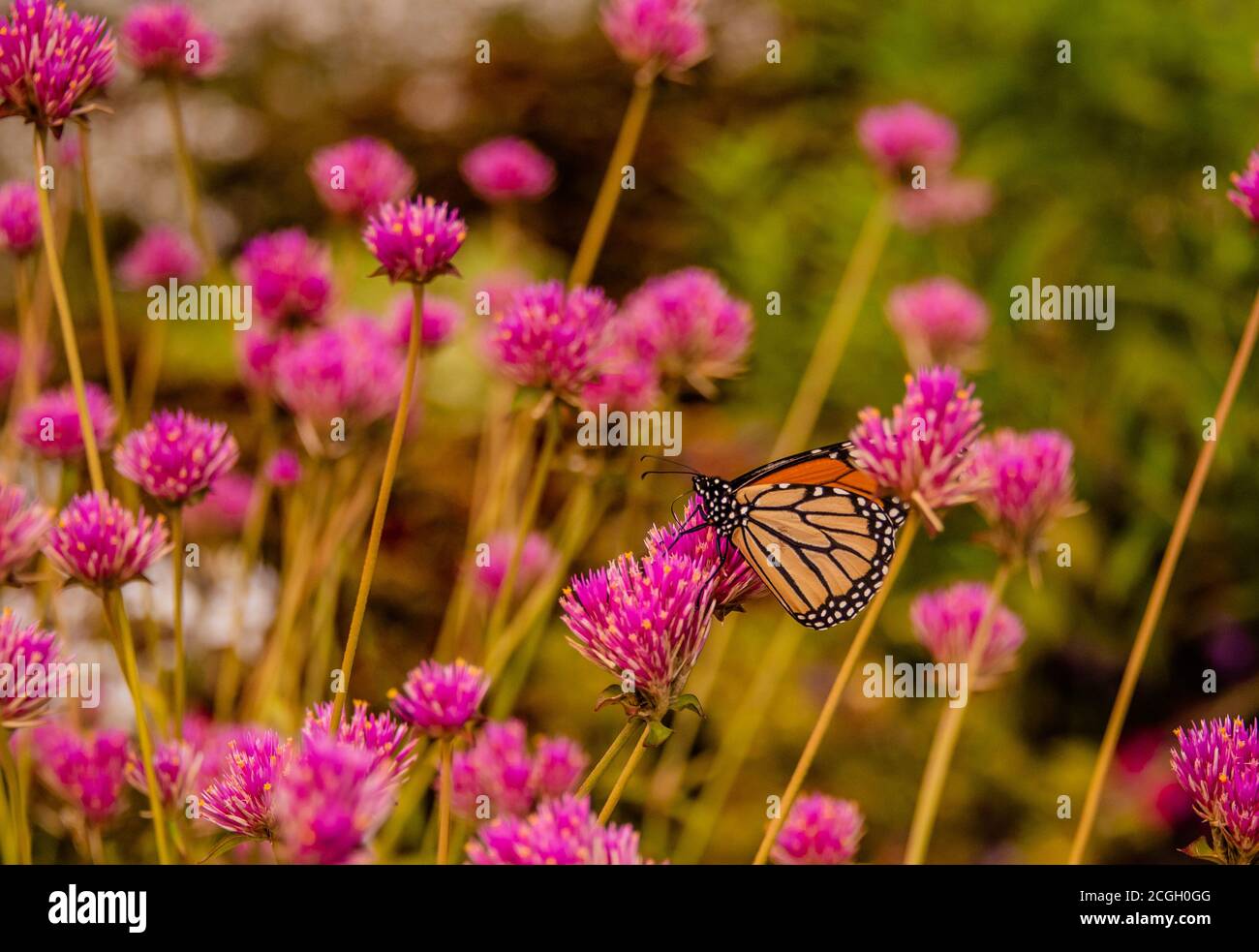 Bugs in Fall Wildflowers Stock Photo - Alamy