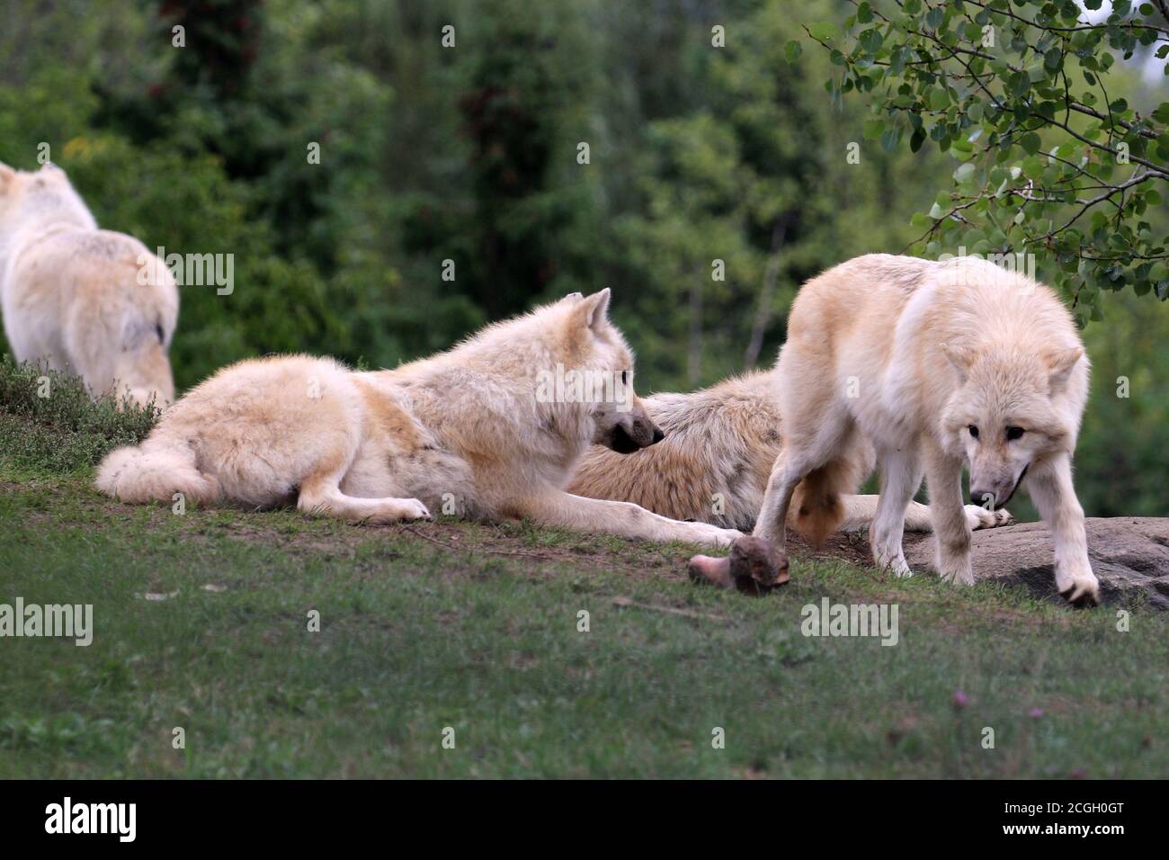 Arctic wolf pack in zoo Stock Photo - Alamy