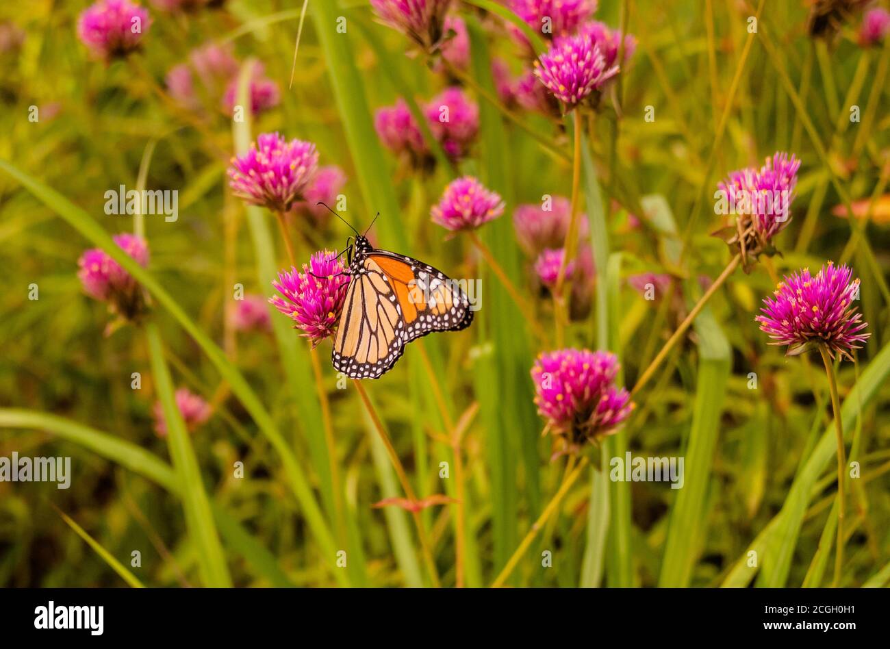 Bugs in Fall Wildflowers Stock Photo - Alamy