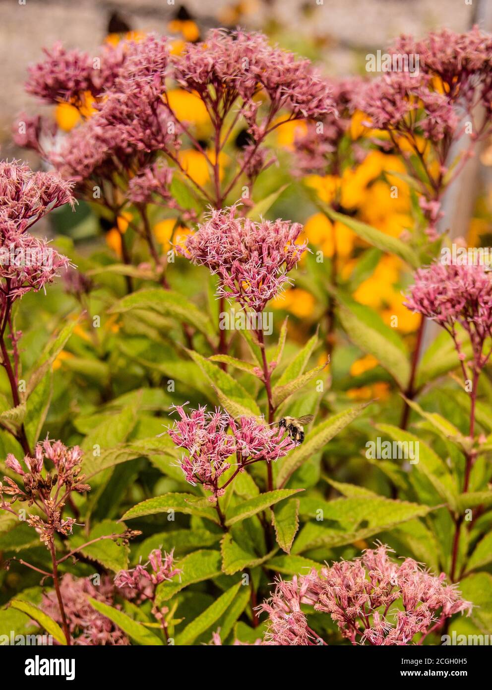Bugs in Fall Wildflowers Stock Photo - Alamy