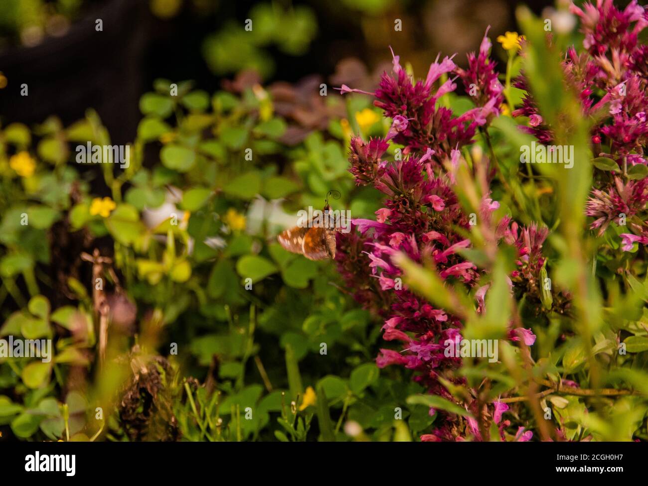 Bugs in Fall Wildflowers Stock Photo - Alamy