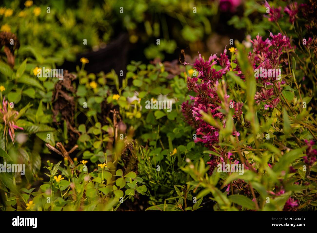 Bugs in Fall Wildflowers Stock Photo - Alamy