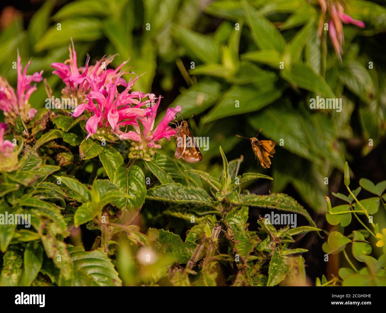 Bugs in Fall Wildflowers Stock Photo - Alamy