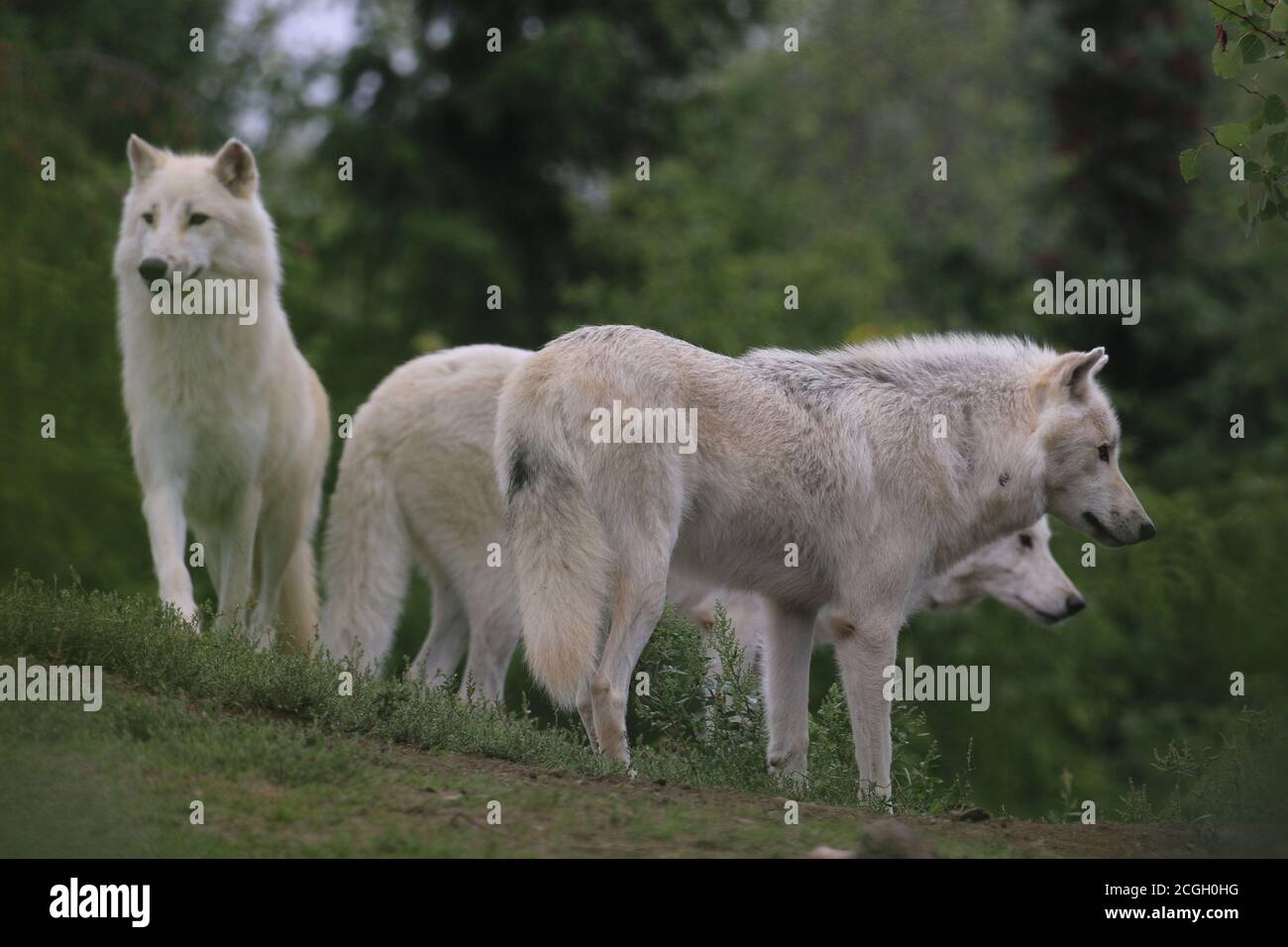 Arctic wolf pack in zoo Stock Photo - Alamy