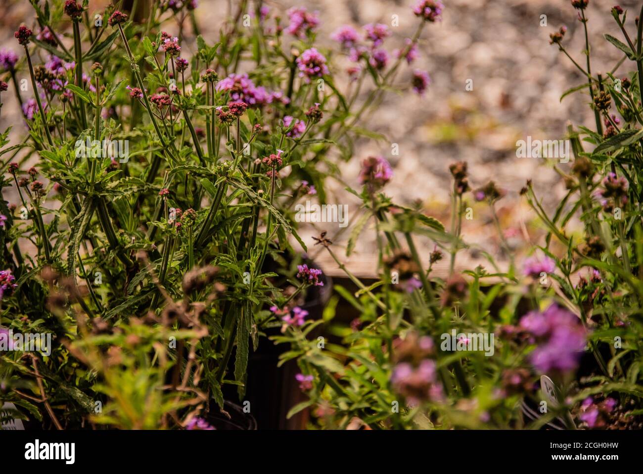 Bugs in Fall Wildflowers Stock Photo - Alamy