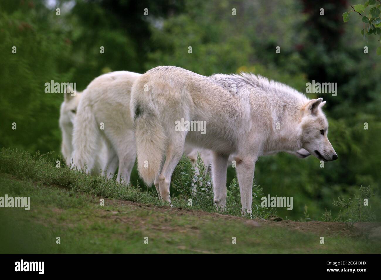 Arctic wolf pack in zoo Stock Photo - Alamy