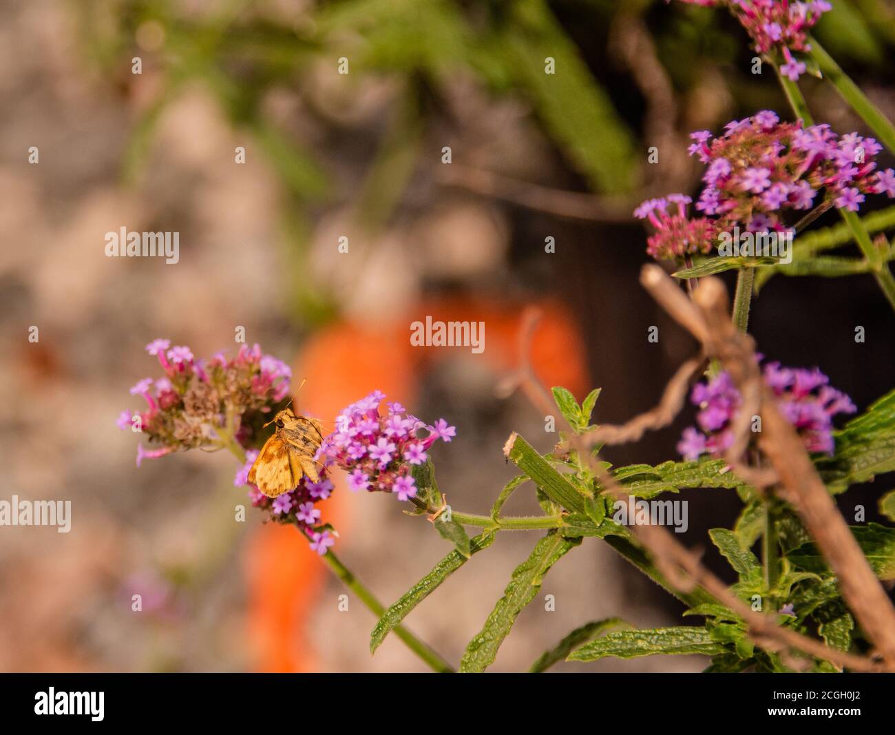 Bugs in Fall Wildflowers Stock Photo - Alamy