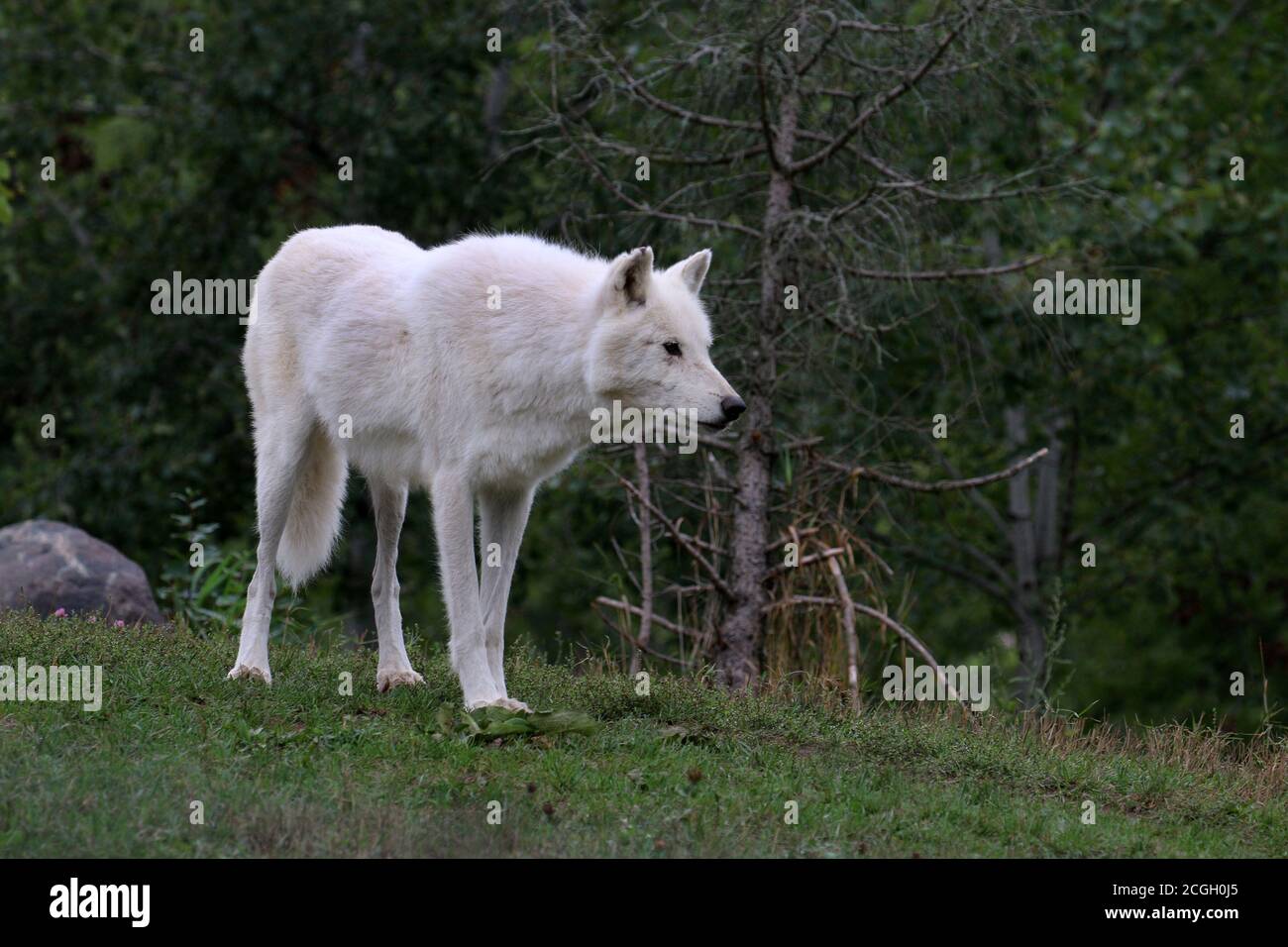 Arctic wolf pack in zoo Stock Photo - Alamy
