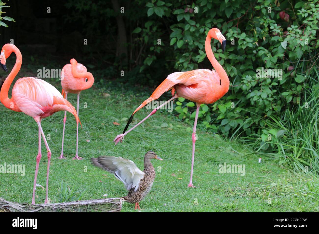 Flamingoes in the Zoo Stock Photo - Alamy