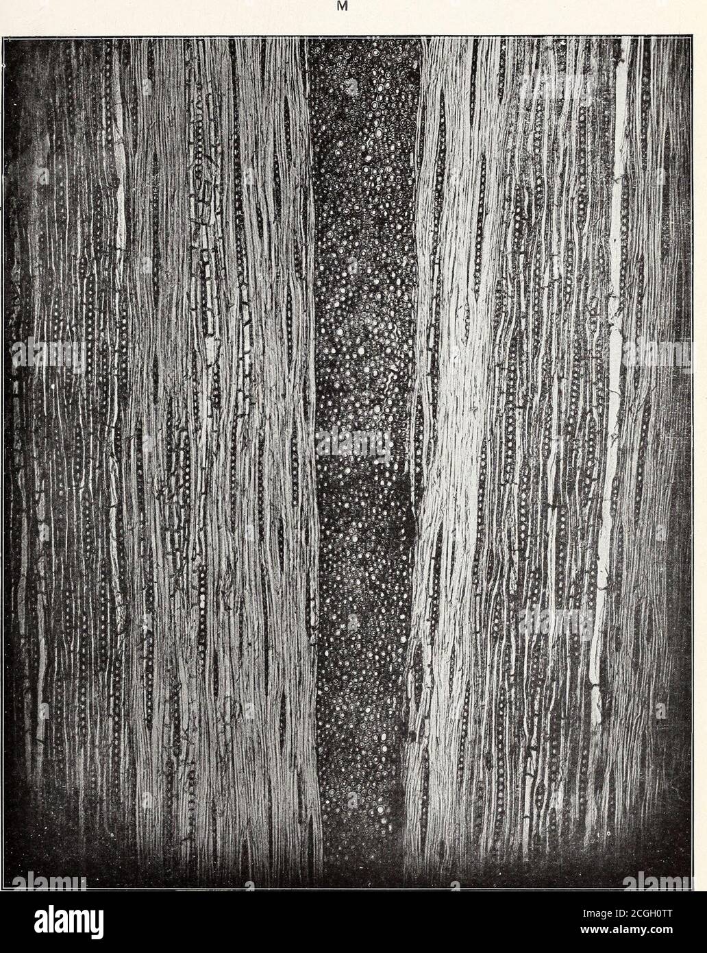 . The decay of timber and methods of preventing it . Radial Section of ...