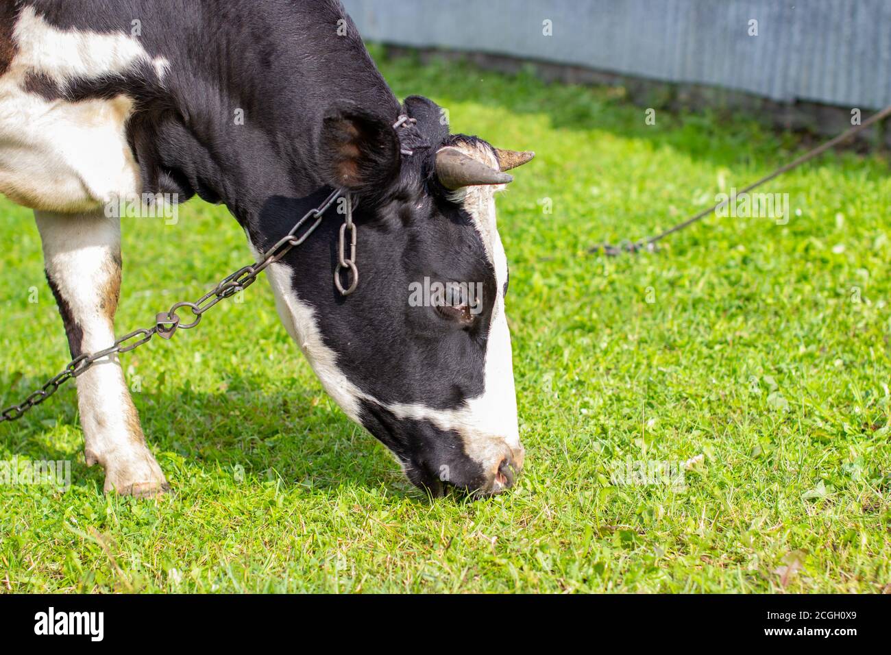 Mottled Cow High Resolution Stock Photography and Images - Alamy