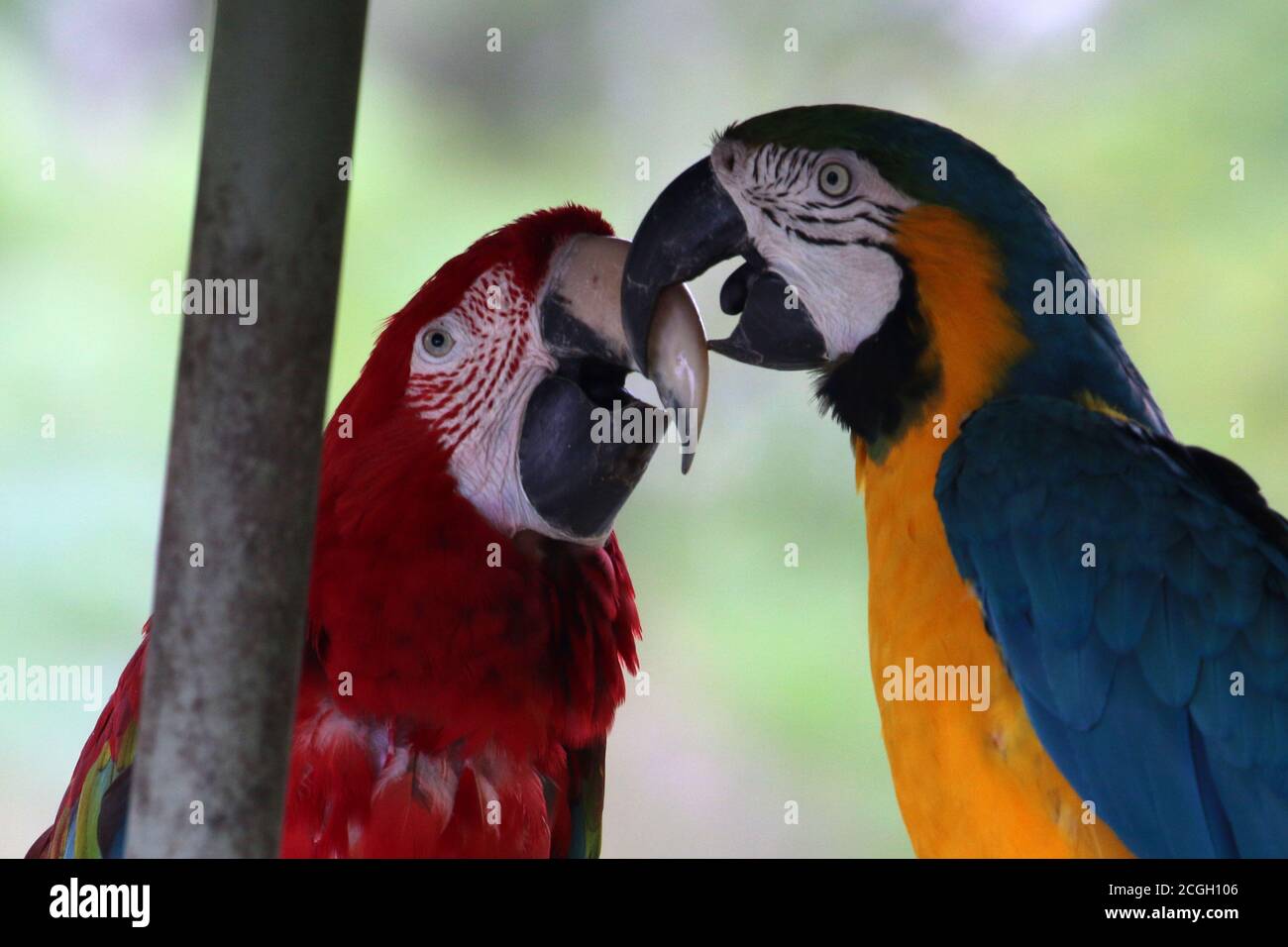 Six types of mcaws hi-res stock photography and images - Alamy