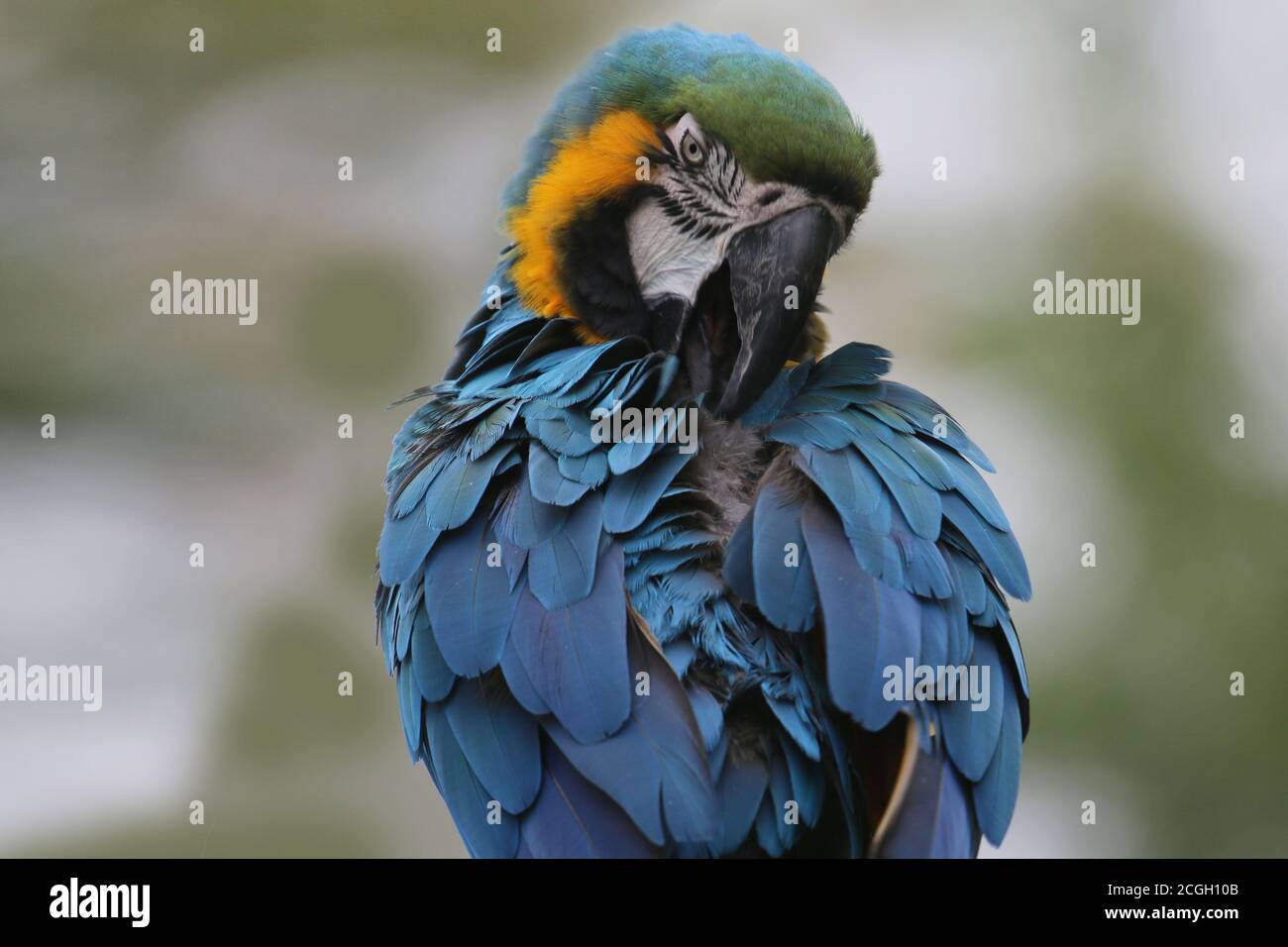 Six parrots hi-res stock photography and images - Alamy