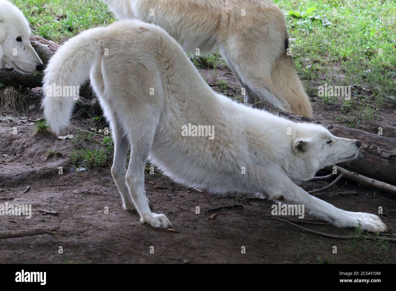 Arctic wolf pack in zoo Stock Photo - Alamy