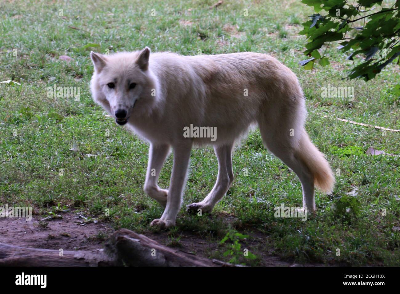 Arctic wolf pack in zoo Stock Photo - Alamy
